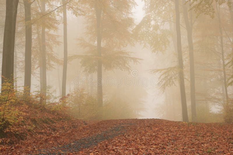 Forest way stock image. Image of countryside, season - 11652869