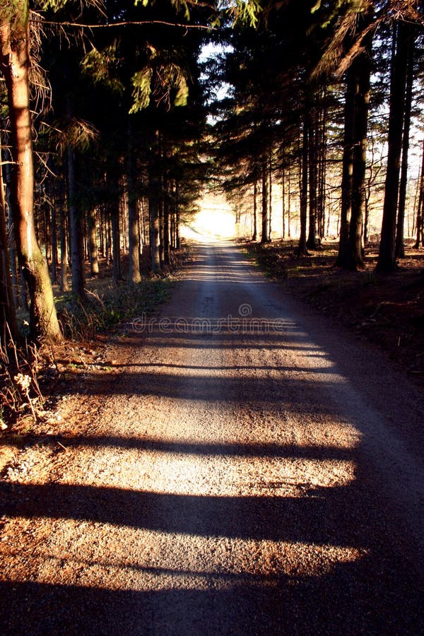 Forest way stock image. Image of view, evergreen, shady - 1537053