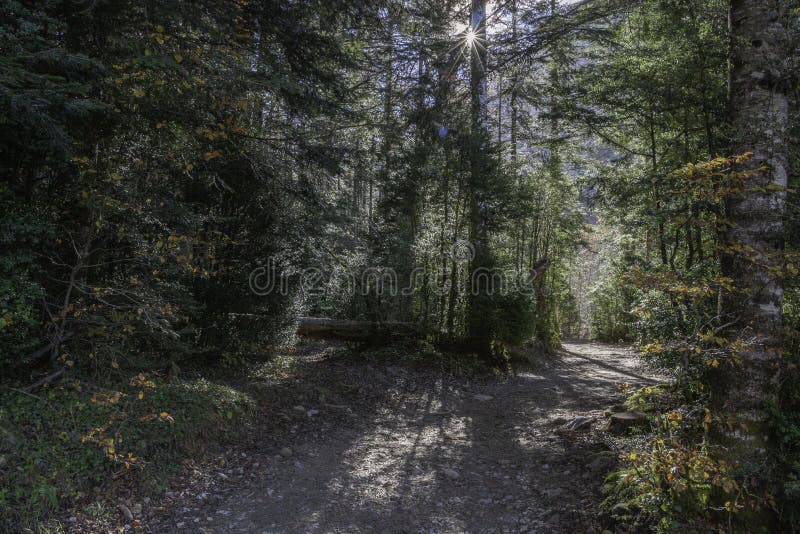 Forest way and trees stock photo. Image of mountains - 173552910