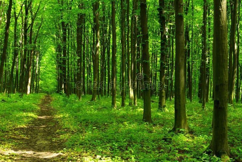 Forest way stock photo. Image of path, natural, soft, deciduous - 5631694