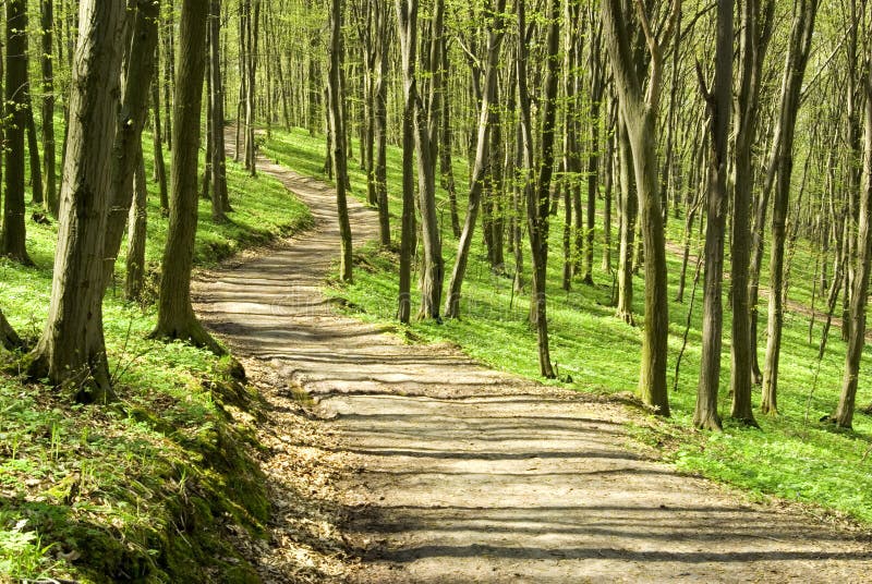Forest way stock photo. Image of light, soft, hornbeam - 6596038