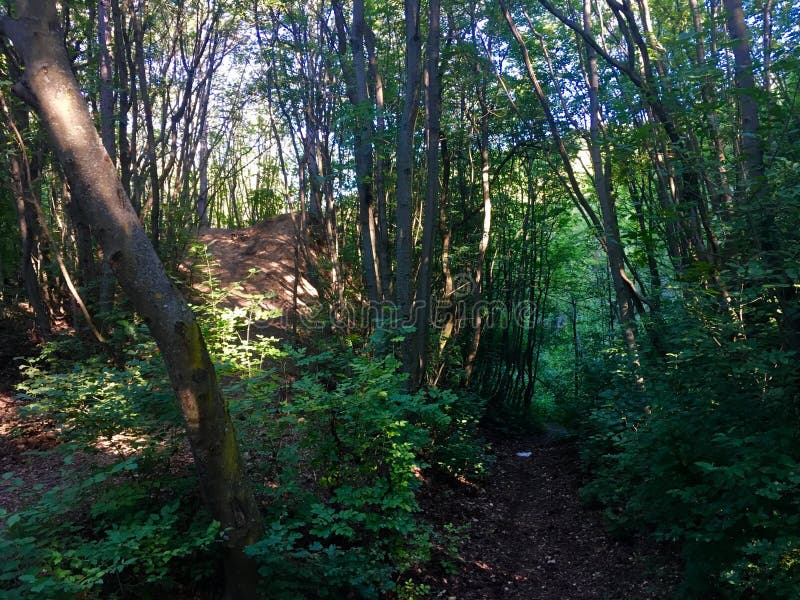 Forest way stock photo. Image of nature, forest, blue - 139599968