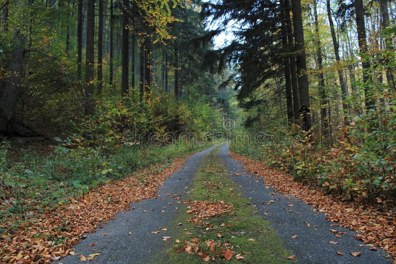 The forest way in Czechia stock photo. Image of czech - 132154190
