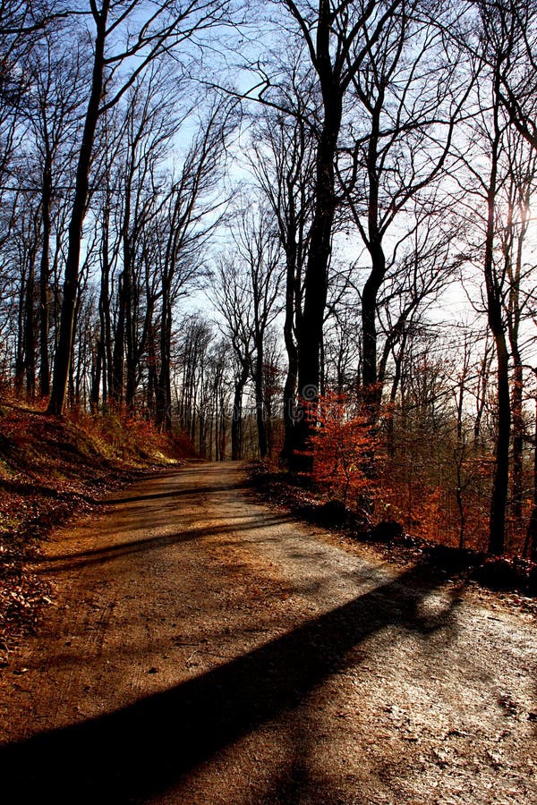 Forest way stock photo. Image of autumn, deep, colors - 36658752