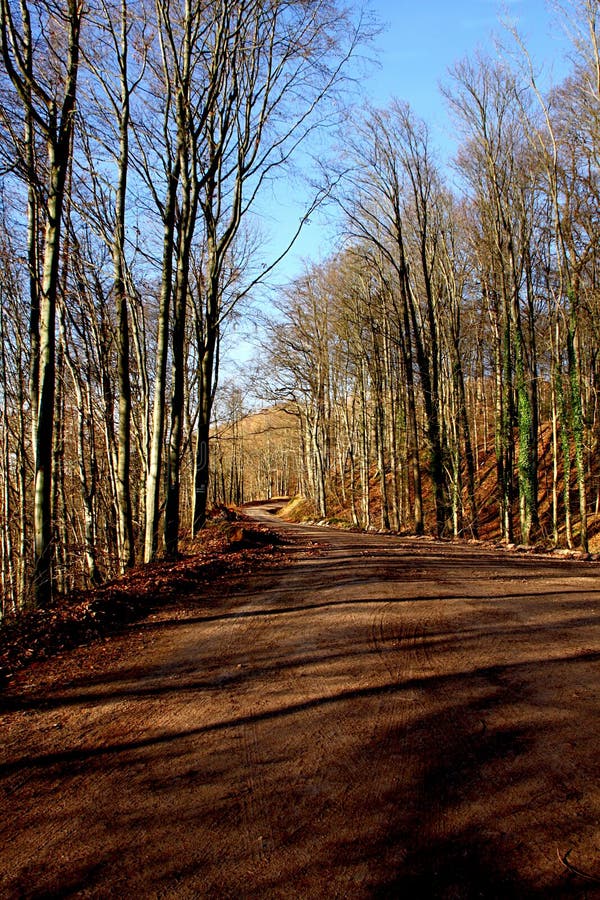Forest way stock photo. Image of forest, footpath, dawn - 36658840