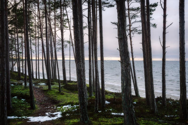 Forest Way Near the Baltic Sea in Spring Stock Photo - Image of lake ...