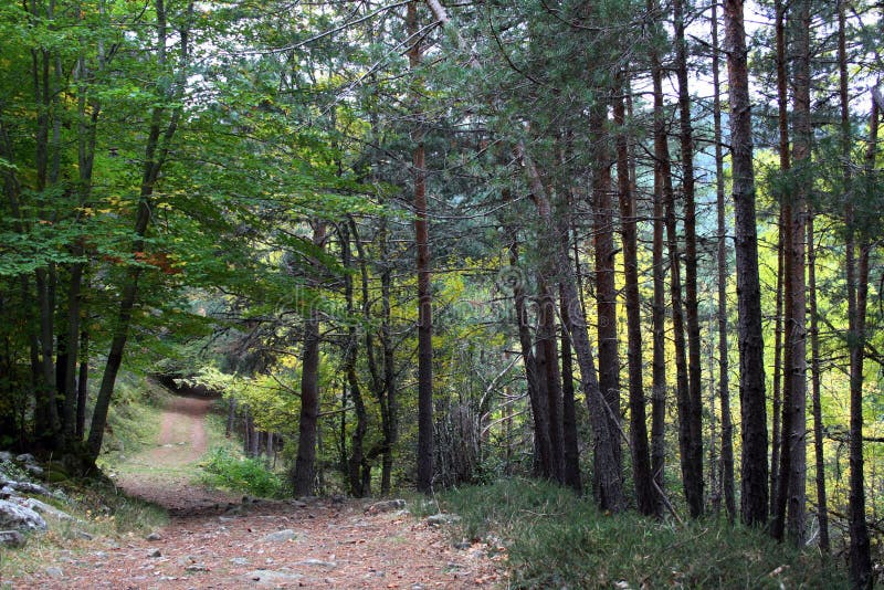 Forest Way stock photo. Image of discover, walking, forest - 80895938