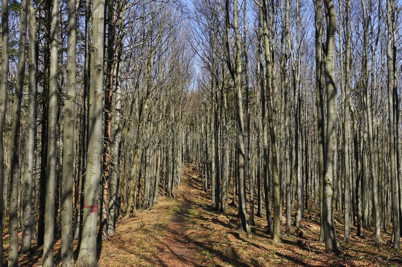 Forest Way stock photo. Image of trunk, specific, scenery - 40174946