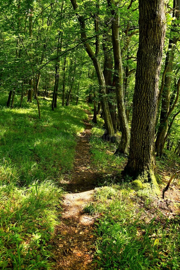 Forest way in sunny light stock image. Image of tunnel - 225389765