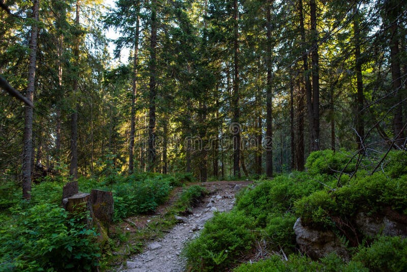 Forest Way Surrounded by Dense Trees and Bushes Stock Image - Image of ...