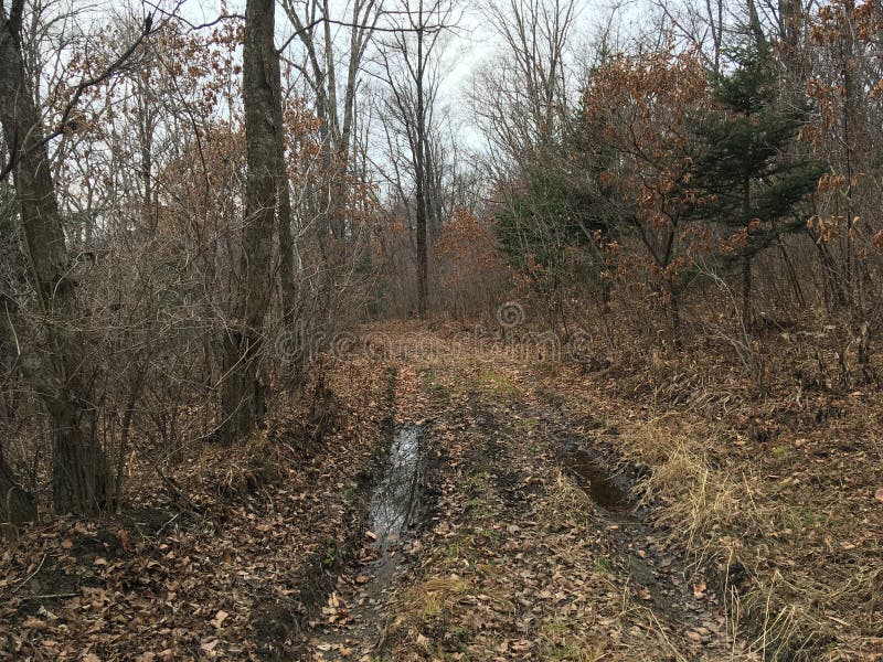 Forest Way, Trees. Autumn Season. Stock Image - Image of vladivostok ...