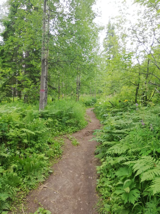 Forest way between trees stock photo. Image of syberia - 161719208