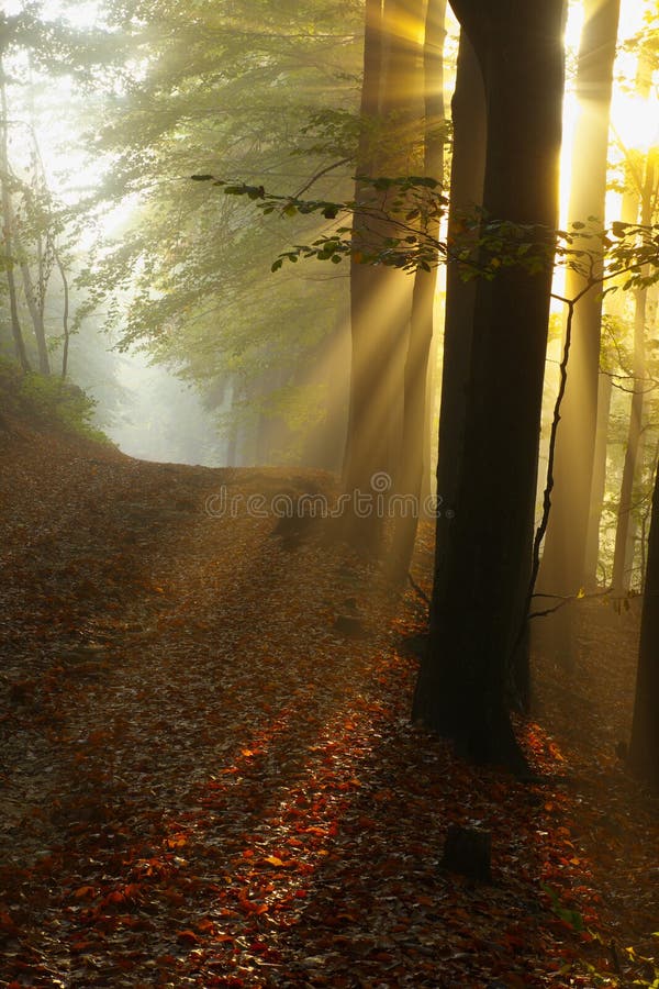 Forest stock image. Image of color, season, light, deciduous - 60709731
