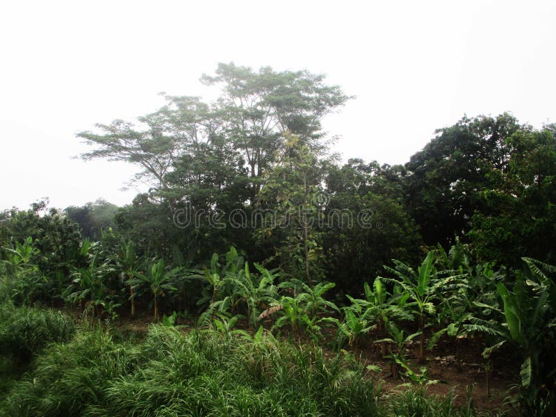Forest when the Weather is Very Hot Stock Photo - Image of field, plant ...