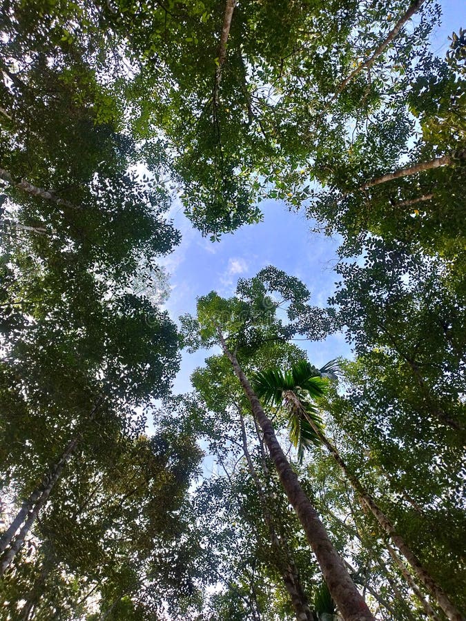 Sky View in the Shade of Forest Trees Stock Photo - Image of west ...