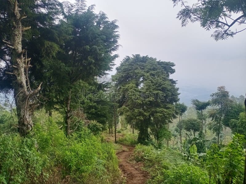 Forest west java stock photo. Image of woodland, trails - 261679968