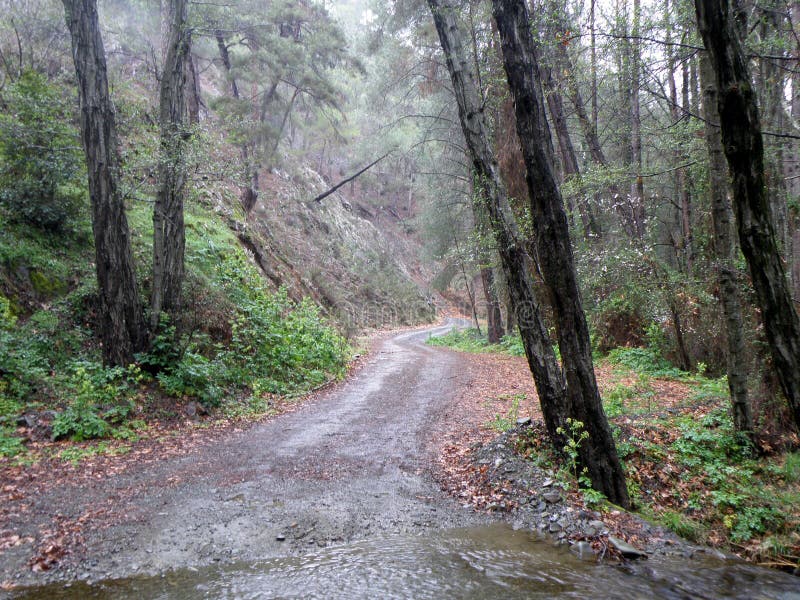 Forest stock photo. Image of rain, bark, green, trees - 65360714