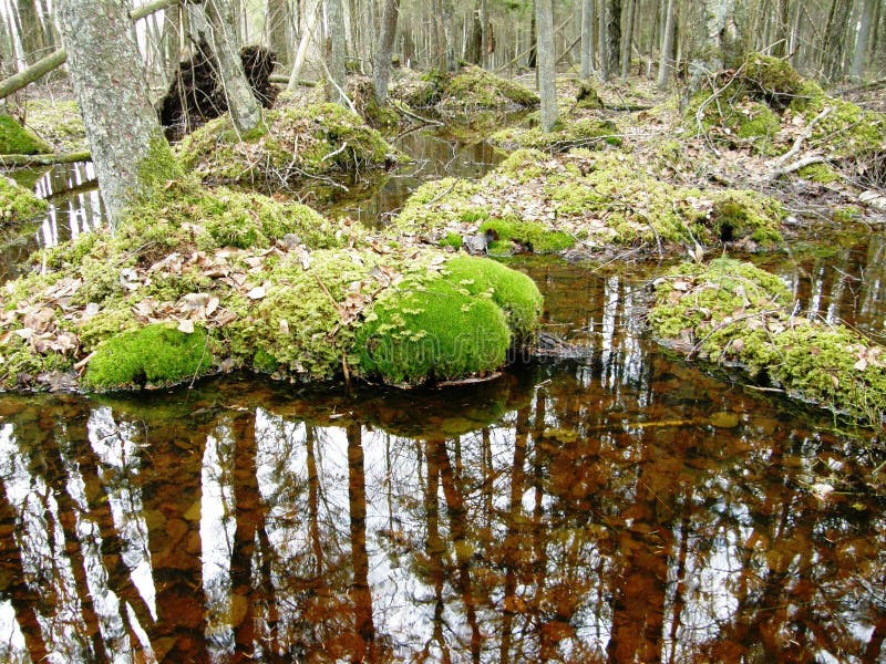 In the forest stock image. Image of water, nature, green - 46813449