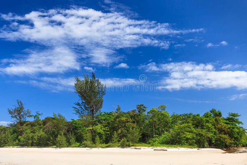 Forest and white sand stock image. Image of coastline - 46095463