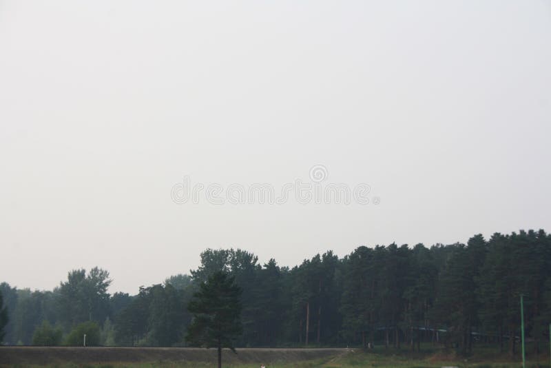 Forest and White Sky. Dark Forest in the Distance Stock Image - Image ...