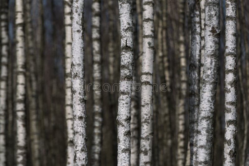 Birch grove stock image. Image of environment, nature - 245848361
