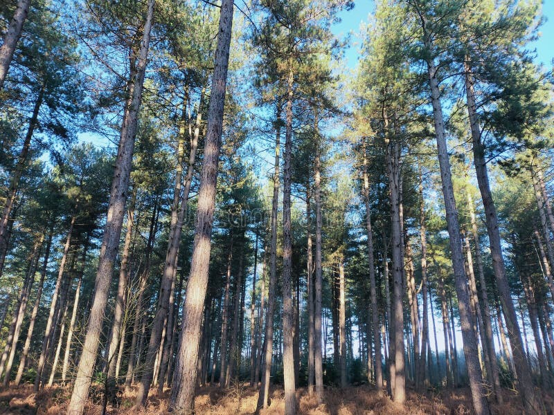 Forest Wide Angle Lens View Stock Image - Image of natural, tree: 223833985