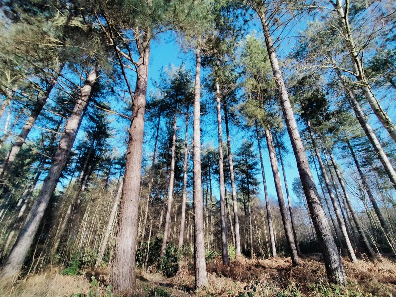 Forest Wide Angle Lens View Stock Image - Image of natural, tree: 223833985