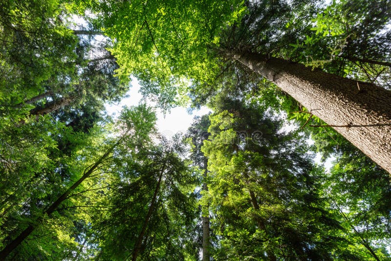 Forest Wide Angle Lens View Stock Image - Image of natural, outdoor ...