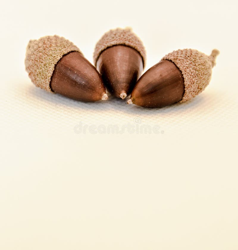 Forest Wild acorns stock image. Image of dessert, pattern - 203524773