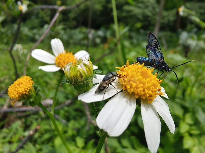 A Forest Wild Bee on a Wild Flower Gathering Pollen and Nectar Stock ...