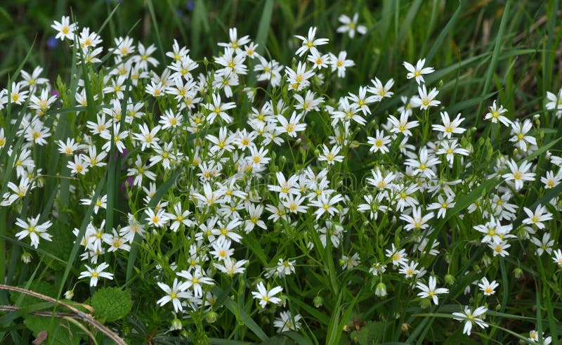 In the Forest in the Wild Bloom Stellaria Holostea Stock Photo - Image ...