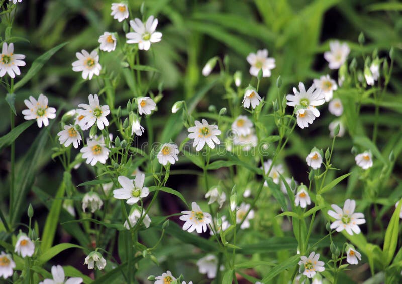 In the Forest in the Wild Bloom Stellaria Holostea Stock Image - Image ...
