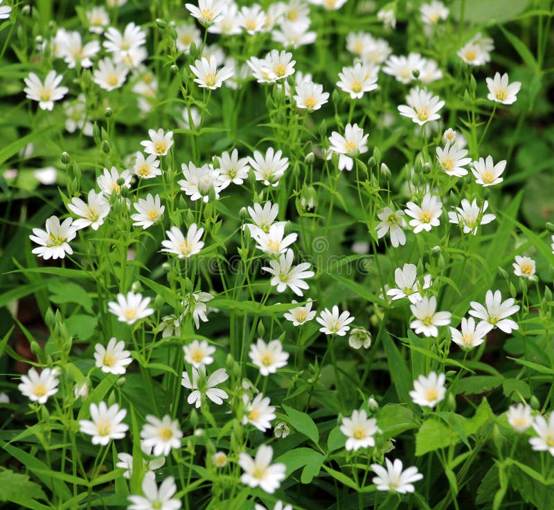 In the Forest in the Wild Bloom Stellaria Holostea Stock Photo - Image ...