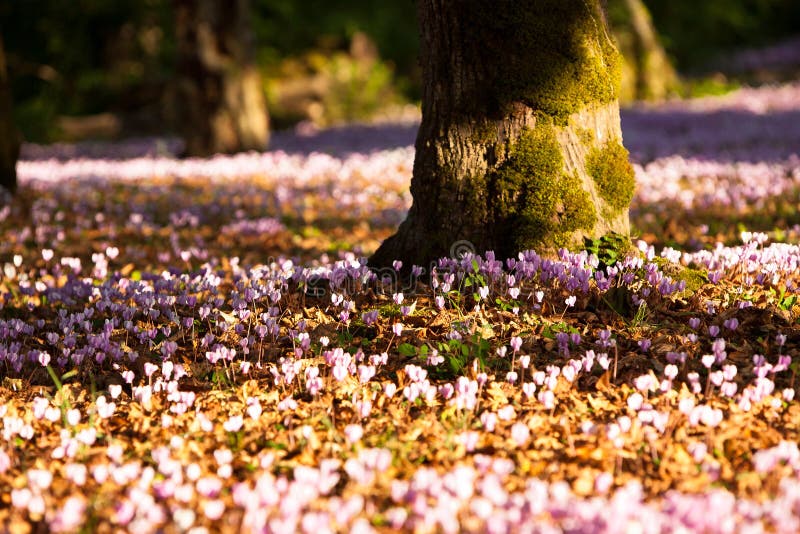 A forest of wild Cyclamen. stock photo. Image of cyclamen - 22418814