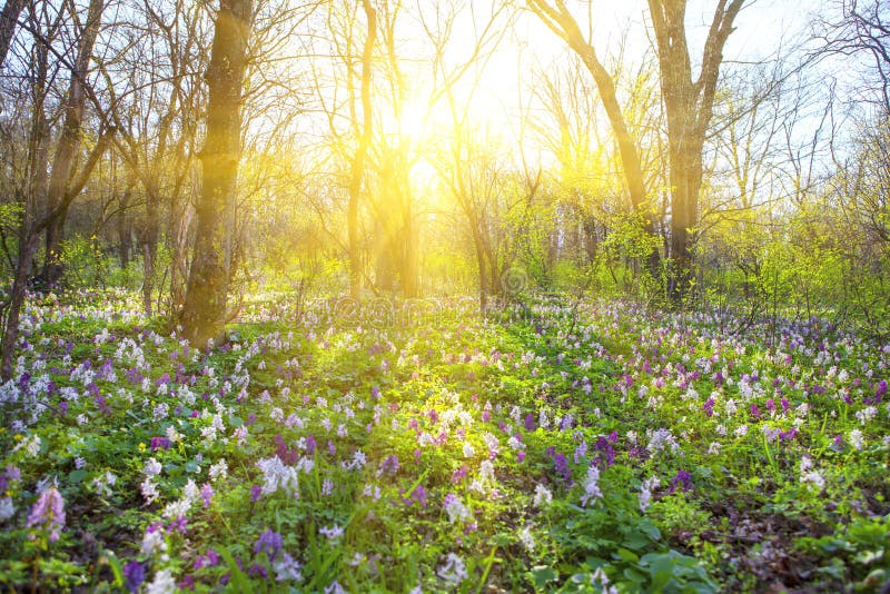 Forest with wild flowers stock image. Image of springtime - 109787129