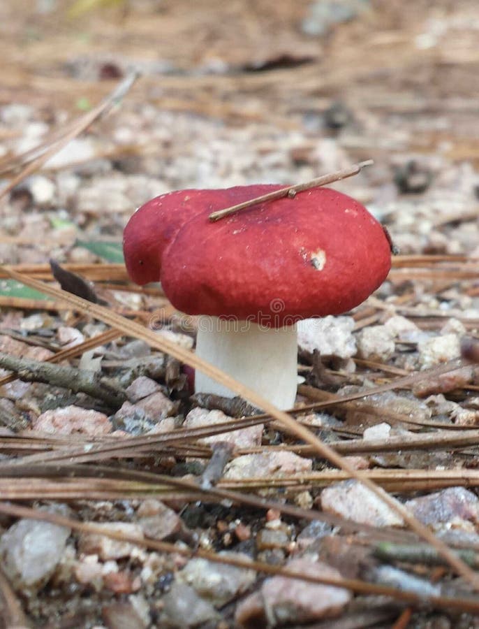 Toadstool stock image. Image of ground, forest, toadstool - 117792219