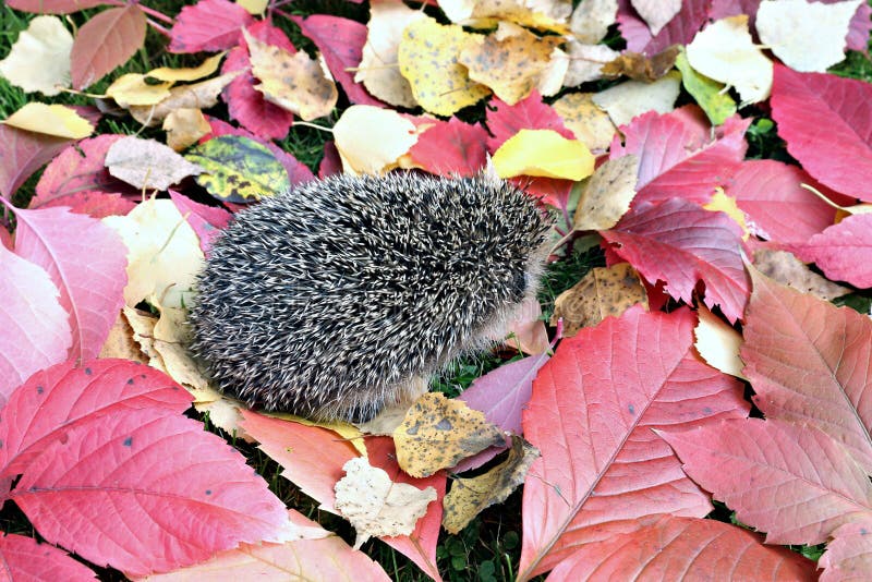 Forest Wild Hedgehog on the Fall Leaves Stock Image - Image of hedgehog ...