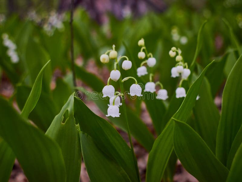 Forest with Wild Lilies stock image. Image of foliage - 76870579