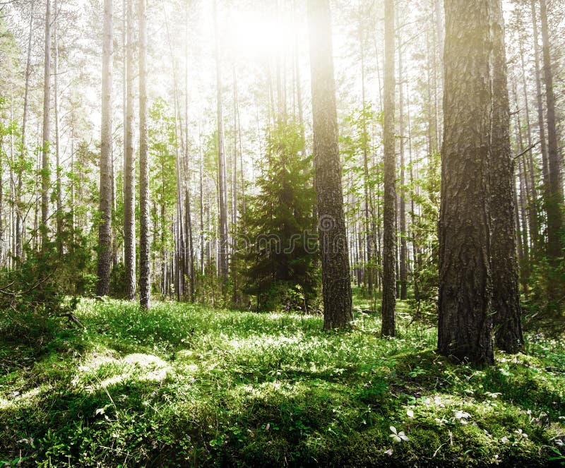 Forest. Wild Plants and Trees Stock Image - Image of adventure, wild ...
