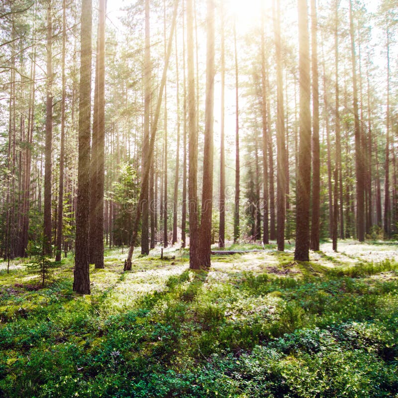 Forest. Wild Plants and Trees Stock Photo - Image of ecology, trees ...