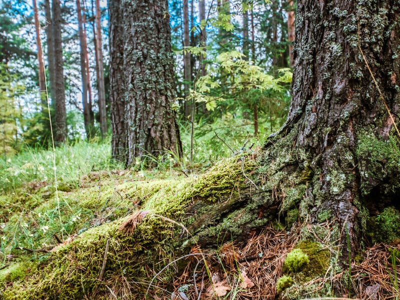 Forest. Wild Plants and Trees Stock Photo - Image of landscape, jungle ...