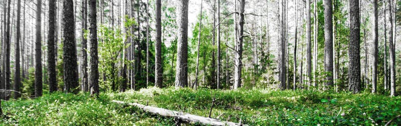 Forest. Wild Plants and Trees Stock Image - Image of morning, landscape ...