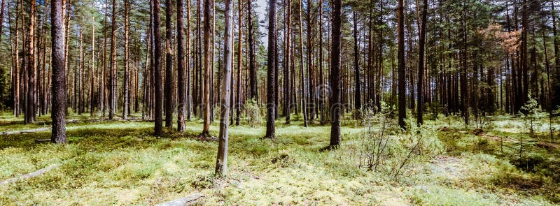 Forest. Wild Plants and Trees Stock Image - Image of landscape ...
