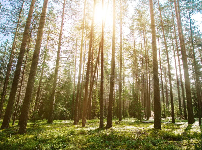 Forest. Wild Plants and Trees Stock Image - Image of beautiful ...