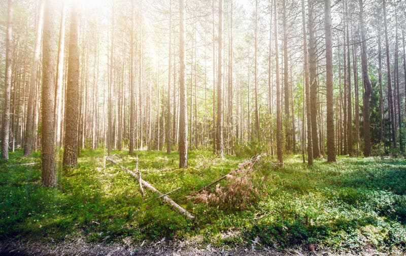 Forest. Wild Plants and Trees Stock Photo - Image of forest, beauty ...