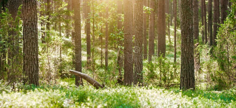 Forest. Wild Plants and Trees Stock Image - Image of travel, adventure ...