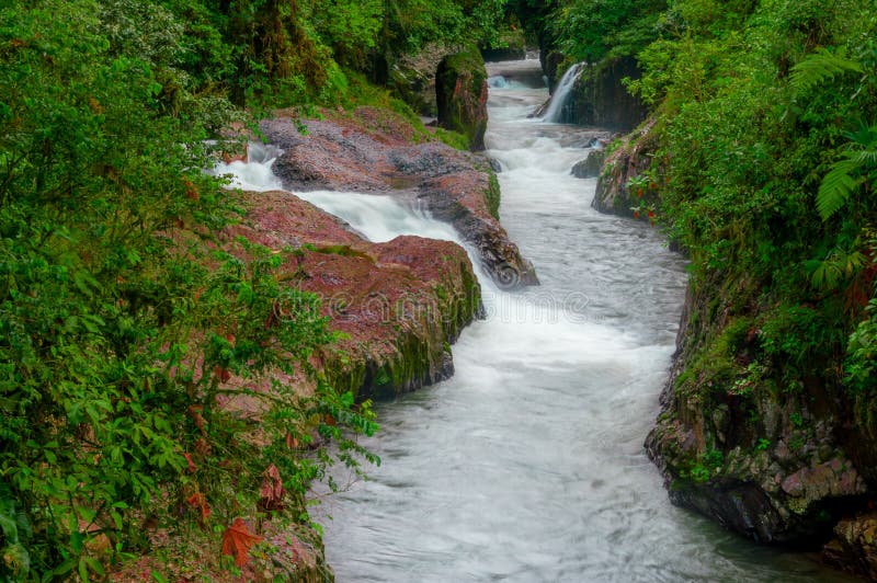Forest Wild River Landscape in the Amazon Region, Rapids Stream Water ...