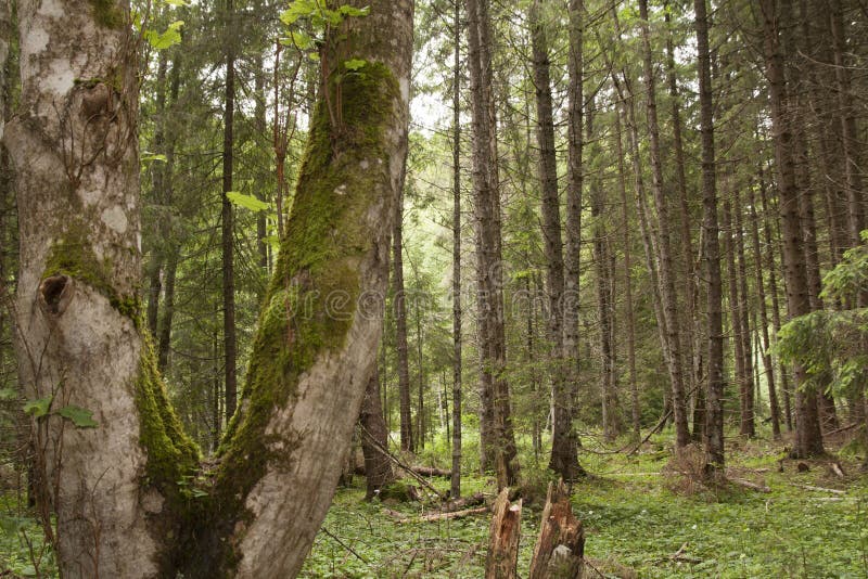 Forest Azuga stock image. Image of brown, azuga, brench - 119945777