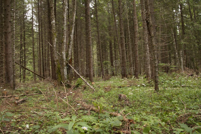 Forest Azuga stock photo. Image of leaf, bracken, landscape - 119946354