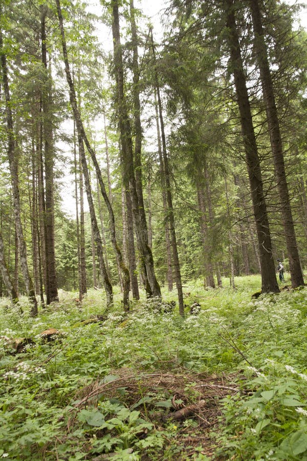 Forest Azuga stock image. Image of beauty, leaf, front - 119946703